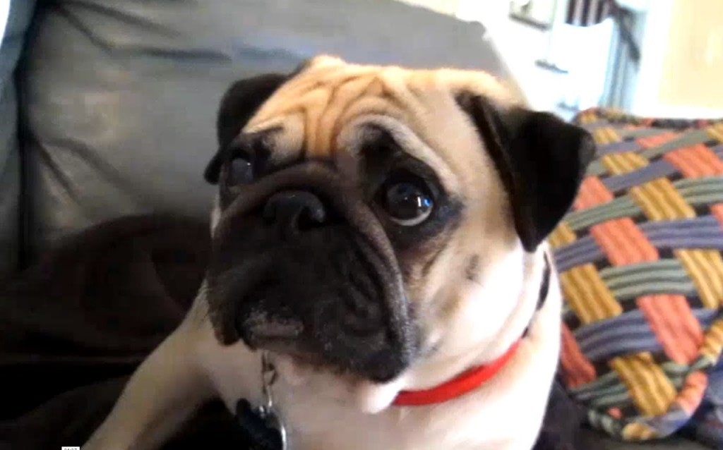 [VIDEO] This Pug Dancing to Music Will Make You Laugh and Then Laugh ...