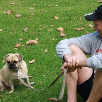 6 Common Pug Genetic Issues That Owners Should Educate Themselves About ...