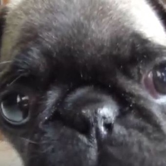 Watch These Small and Adorable Pug Puppies Get Bathed