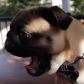 [VIDEO] This Pug Dancing to Music Will Make You Laugh and Then Laugh ...