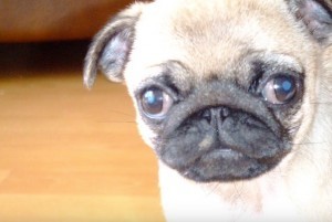 (VIDEO) This Video Compilation of Special Moments Spent With Pixie the ...