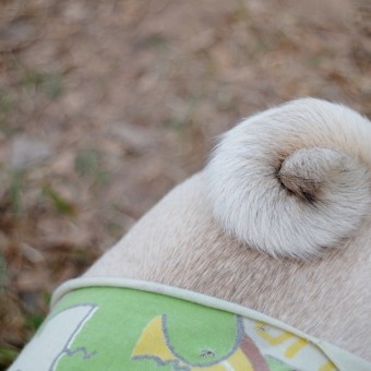 8 Reasons Why You Should NEVER Own a Pug...