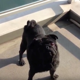 8 Reasons Why You Should NEVER Own a Pug...