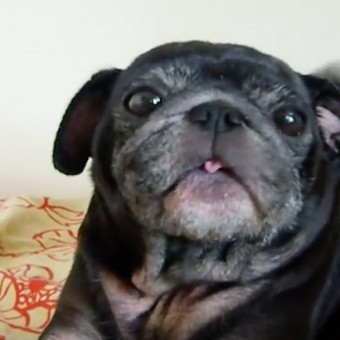 6 Common Pug Genetic Issues That Owners Should Educate Themselves About ...