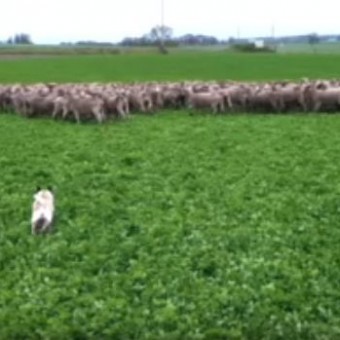 (VIDEO) This Dad Asks His Pug for a Hug. Keep Your Eyes on Her Head to ...