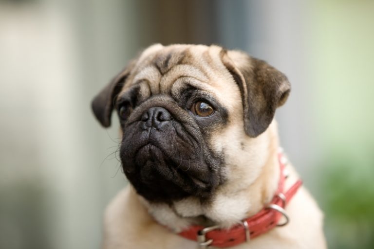 Common Skin Conditions in Pugs Pet Parents Need to be Aware Of - Page 2 ...