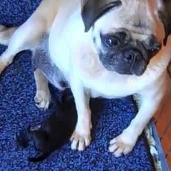 8 Reasons Why You Should NEVER Own a Pug...