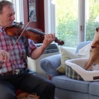 A Doggy is Making Strange Noises. Here’s How to Tell if a Dog Has a ...